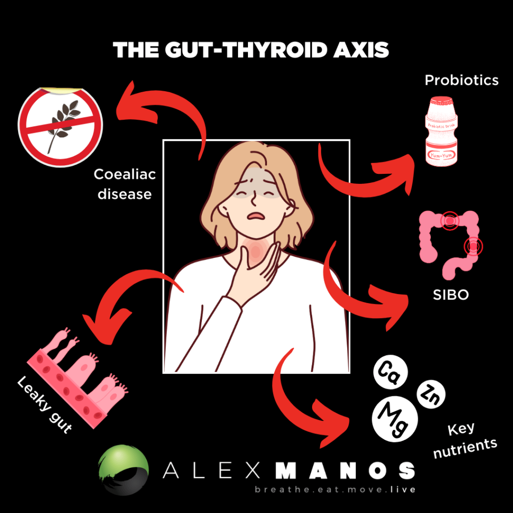 The Gut-Thyroid Axis In Thyroid Disease: All You Need To Know